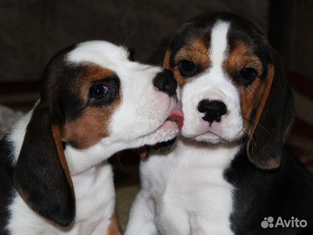 Щенки бигль