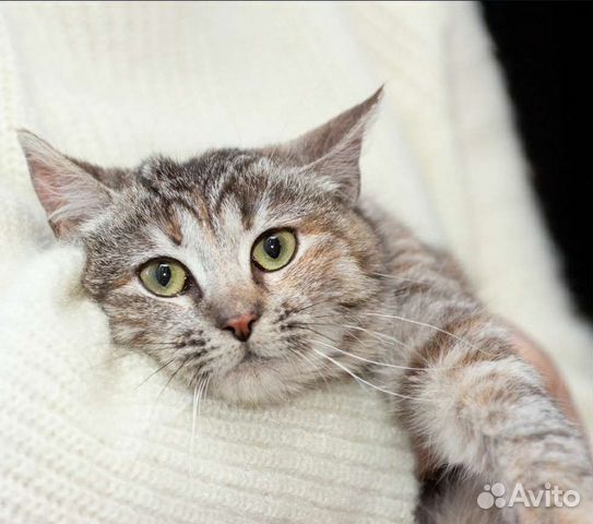 Котенка хотели усыпить