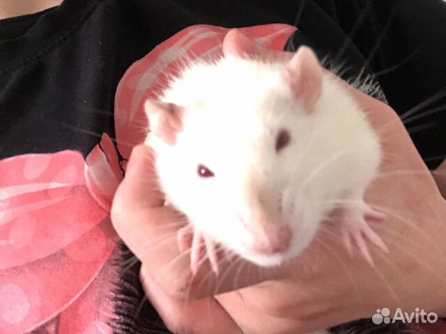 Крыса с клеткой