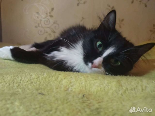 Кошка в дар