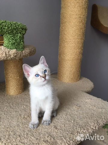 Тайский мальчик на особых условиях