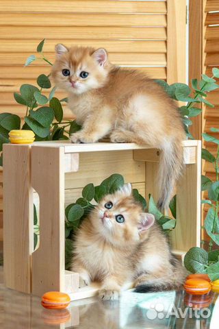 Британская кошка
