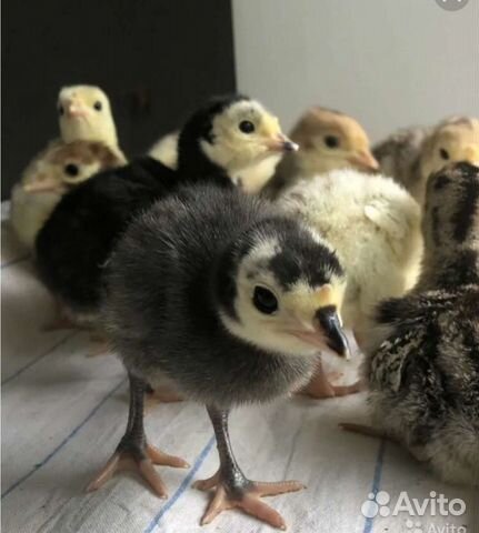 Инкубационное яйцо индейки