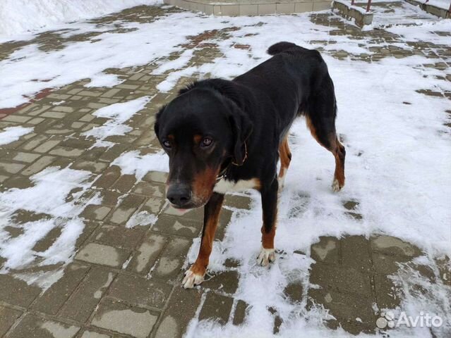 Кобель метис апенцеллер зенненхунд 2 года ищет дом