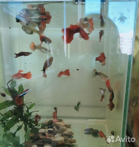 Гуппи разные, неоны, гурами