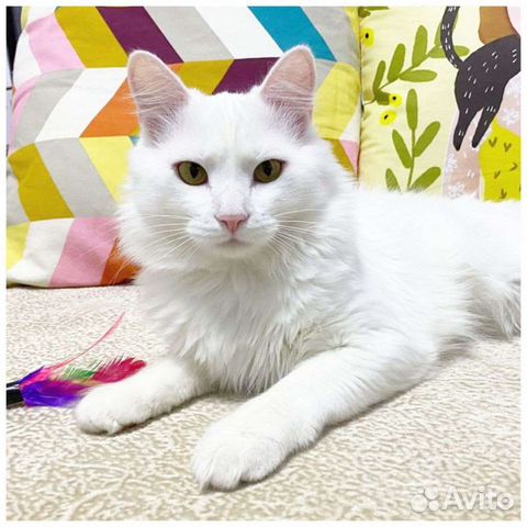 Белоснежный котёнок в дар