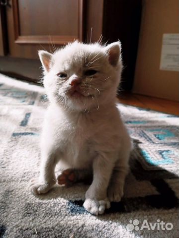 Котенок скотиш страйт