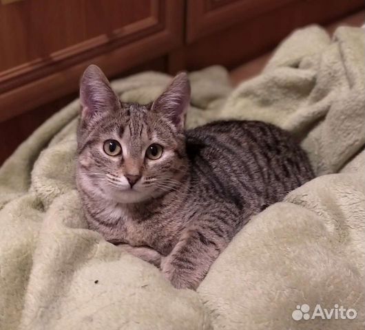 Молодая кошечка в добрые руки