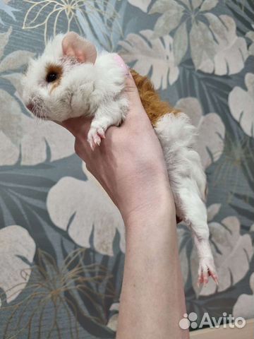 Морская свинка