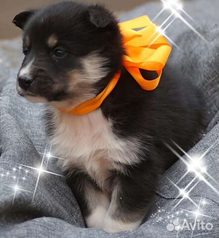 Джесс ишет дом