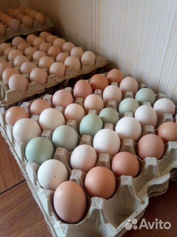 Инкубационное яйцо кур