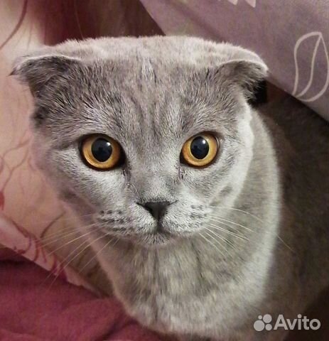 Шотландские котятки
