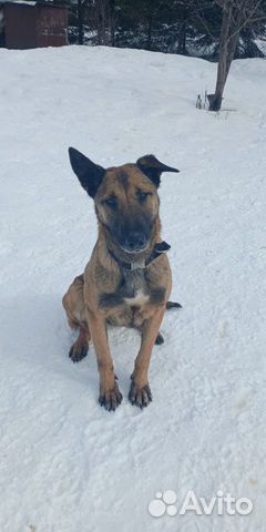 Собаки малинуа