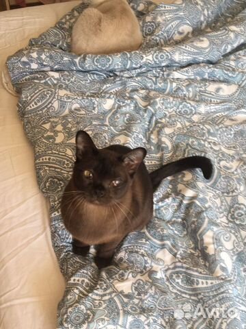 Бурманская