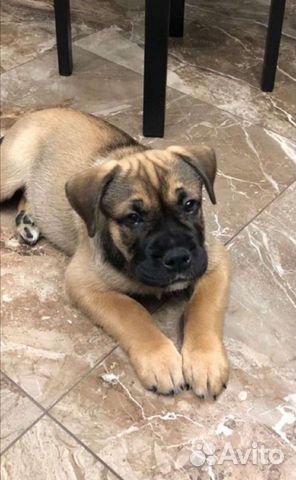 Ка де бо(мальчик)