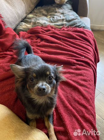 Щенок чихуахуа