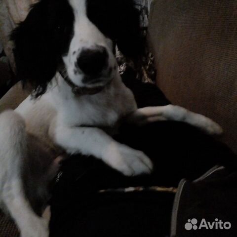 Собака в добрые руки отдам бесплатно