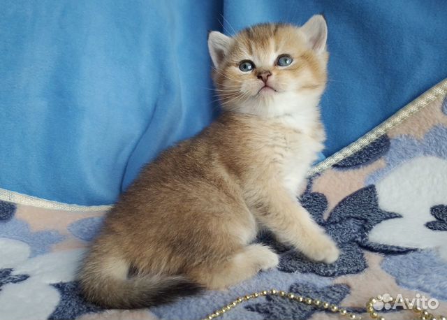 Британские котята золотых окрасов