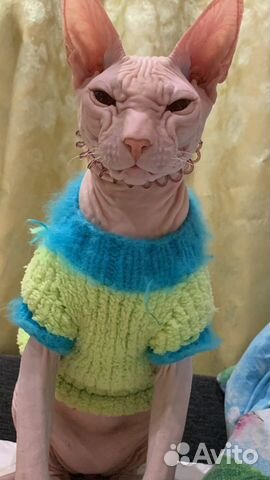 Донской сфинкс ищет невесту