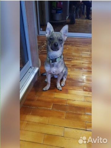 Хорошенькая маленькая собачка в добрые руки