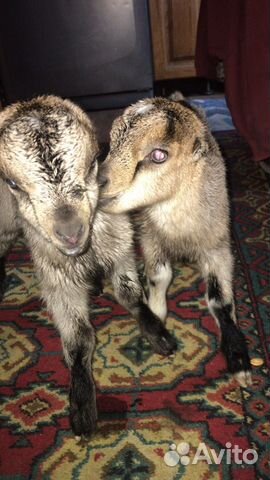 Козлик ламанча