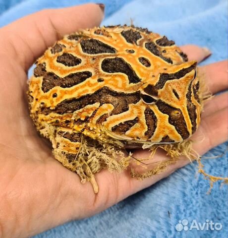 Лягушка Рогатка Фантастическая