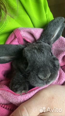 Кролик баран вислоухий