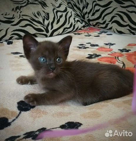 Котята европейской бурмы