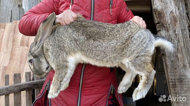 Кролики великаны