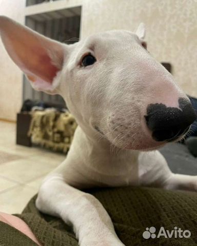 Стандартный бультерьер