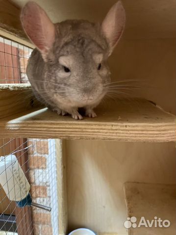 Шиншилла с витриной