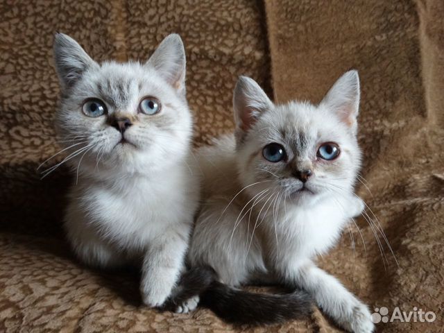 BRI линкс поинт