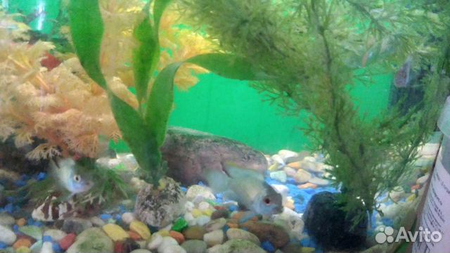 Акара голубая цихлида