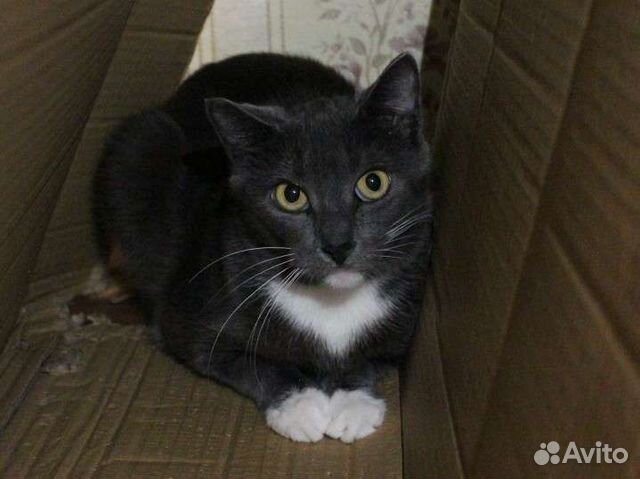 Голубая молодая кошечка