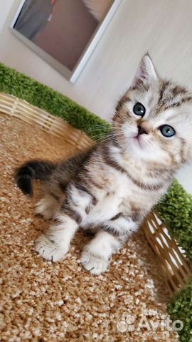 Британские котята