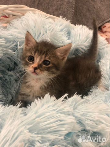 Котенок-мальчик,5 недель