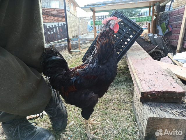 Петух молодой