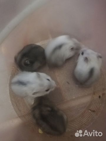 Джунгарский хомяк