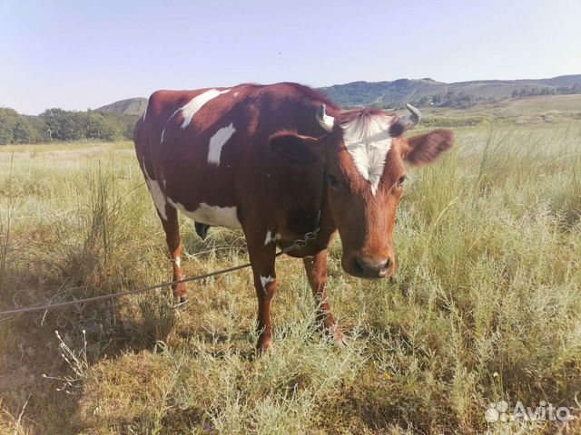 Айширская корова