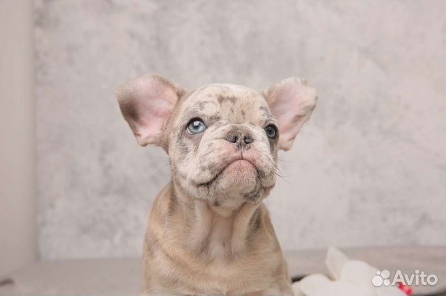 Сливочный с разносцетнымм глазами малыш