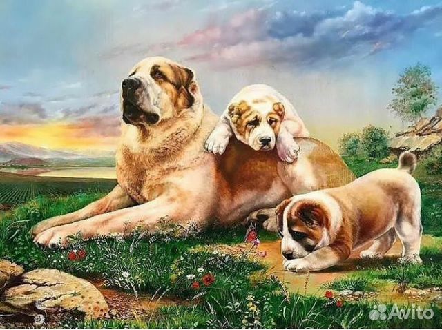 Щенки алабая