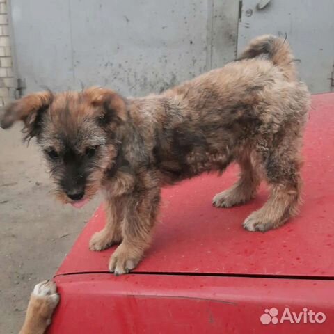 Щенок в добрые руки