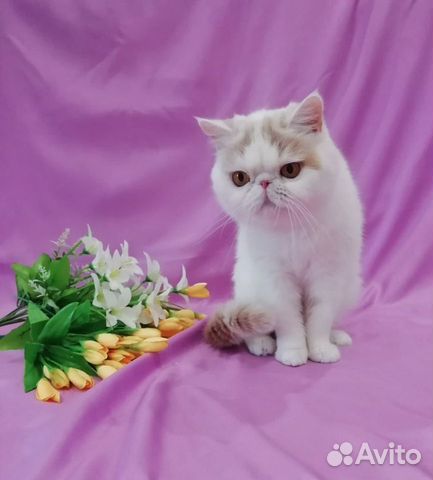 Экзотическая короткошерстная