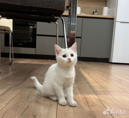 Шотланский котенок