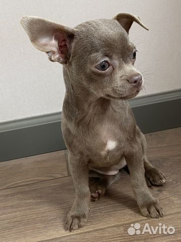 Ласковые девчушки