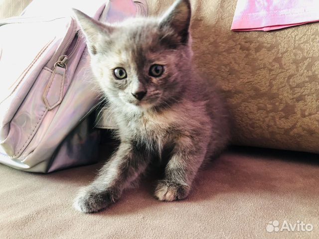 Кошка в дар