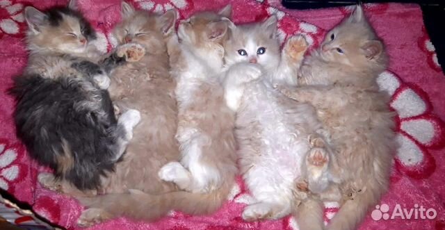 Котята в добрые руки