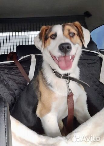 Классный молодой пёсик в добрые руки