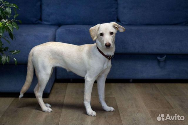 Собаки бесплатно в добрые руки