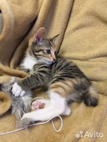 Котенок курильского бобтейла